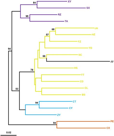 Neighbor Joining Tree Based On Neis Genetic Distances For 20 Download Scientific Diagram