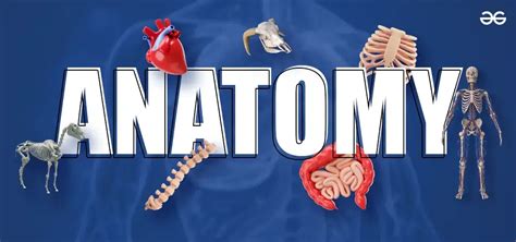 Anatomy Overview Types And Application Geeksforgeeks