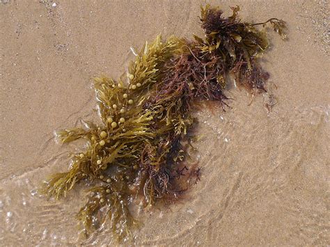 Sargassum Muticum — Wikipédia