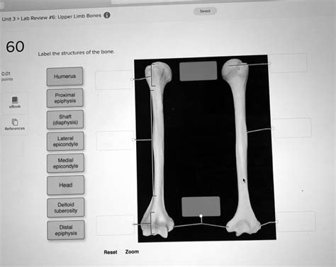 saved unit 3lab review 6upper limb bones 60 label the structures of the