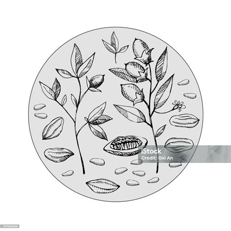 코코아 세트 손으로 그린 코코아 콩 벡터 나뭇잎과 코코아 나무의 스케치 식물의 일부 유기농 제품 디자인 요소 카페 상점 메뉴 화장품 낙서 라벨 로고 엠블럼 기호용 고풍스런에