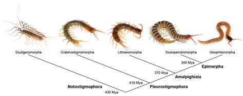 House Centipede Bite Symptoms