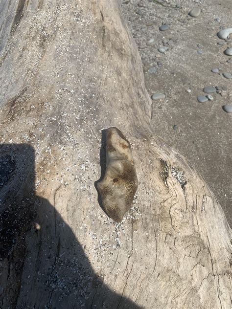 Bone Or Fossilized Bone R Fossilid