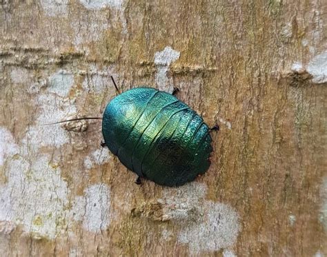 Cockroach Memory Can Roaches Learn From Experience Insect Hive