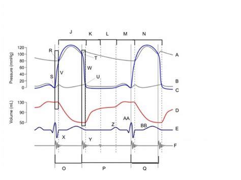 Cardiac Cycle Flashcards Quizlet
