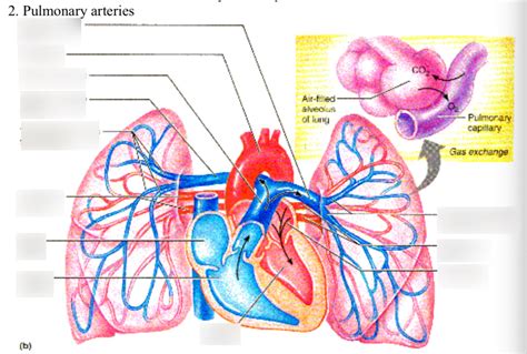 Pulmonary Artery Branches Anatomy