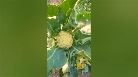 Coliflower Coliflower Viral Cauliflowerseeds Youtube
