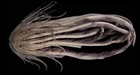 Gurney Journey Antarctic Strawberry Feather Star