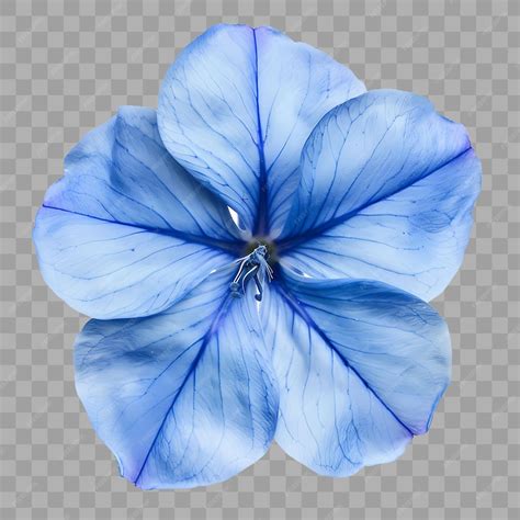 Premium Psd Browallia Flower With Sapphire Blue And Striking Color