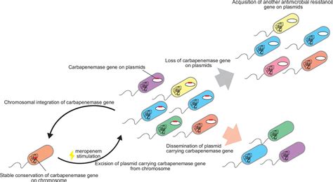Abe Lab Laboratories Research Institute For Microbial Diseases The