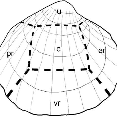 Schematic Drawing Of A Bivalve Shell Showing The Division Of The Valve