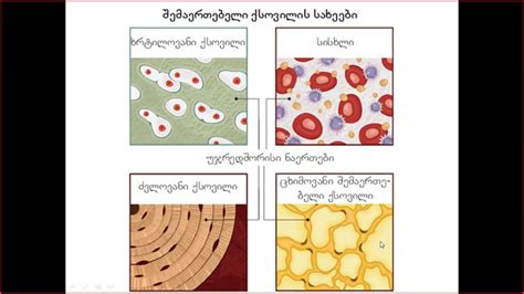 ბიოლოგია ქსოვილები საყრდენ მამოძრავებელი სისტემა Youtube
