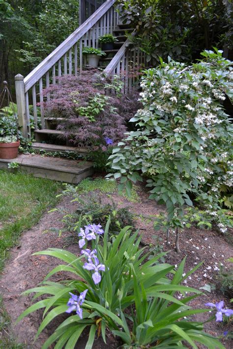 Rooftop Iris Weeping Styrax Japonicus And Japanese Maple Garden
