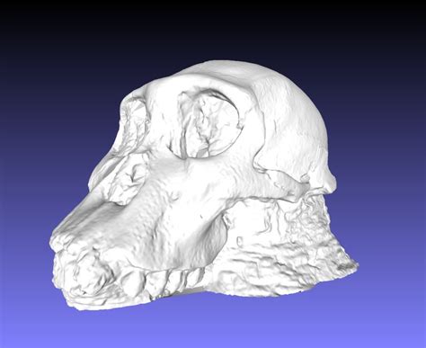Australopithecus Sediba Cráneo De Homínido Antiguo In Situ Stl De