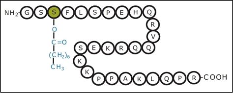 Identification Of The Site Of The Octanoic Acid Post Translational Modification In Human Ghrelin