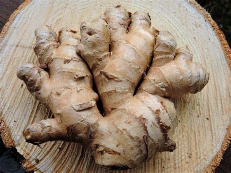 Ingwer « Zuhause Im Kräuterglück