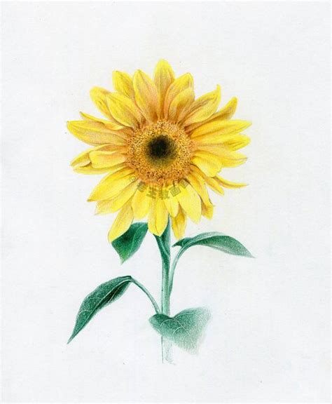 用彩铅画一朵向日葵，心向阳光！ 每日头条