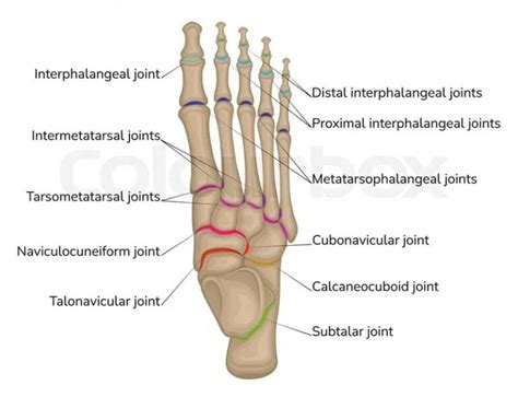 Foot Anatomy Guide Bones Muscles And Tendons Explained