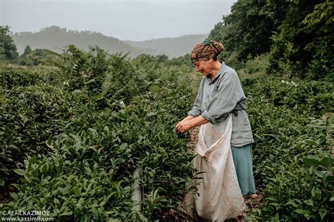 Lankaran tea plantations on Behance