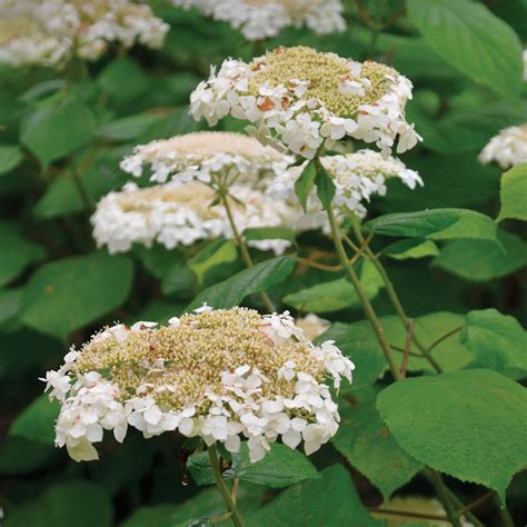 The Best Native Hydrangeas Plant Trial Results Fine Gardening