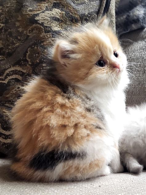 Fluffy Calico Cat