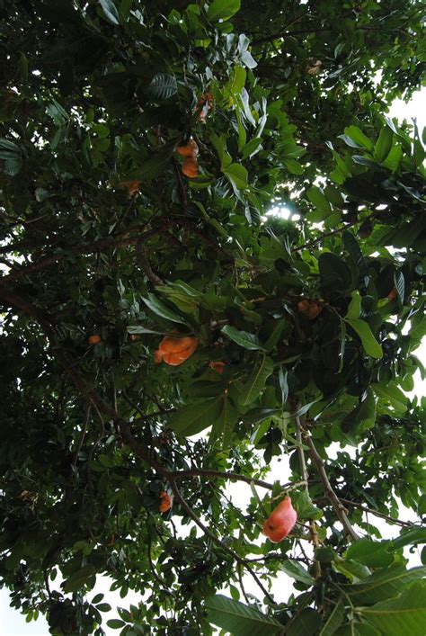 Delicious Cashew Fruit In Benin