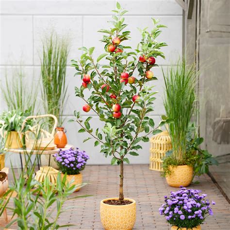 Dwarf Red Delicious Apple Trees For California For Sale