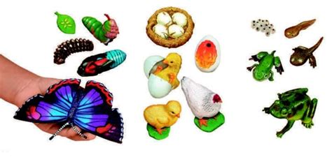 Life Cycle Sequencing Kit Brite Idea