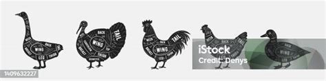 가금류 고기 다이어그램 세트 트렌디 빈티지 손으로 그린 스타일 거위 터키 수탉 암탉 오리 정육점 고기 가게 레스토랑 식료품 점을위한 고기 세트 컷 벡터 일러스트 레이 션