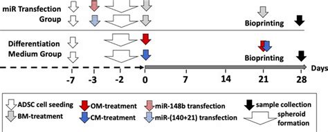 A Schematic Diagram Describing The Timeline For The Bioprinting Process