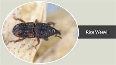21 Common Types Of Weevils Bug Identification With Pictures