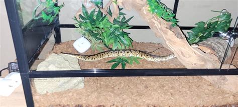 Ivy Finally Exploring Climbing Glass Surfing And More Rballpython