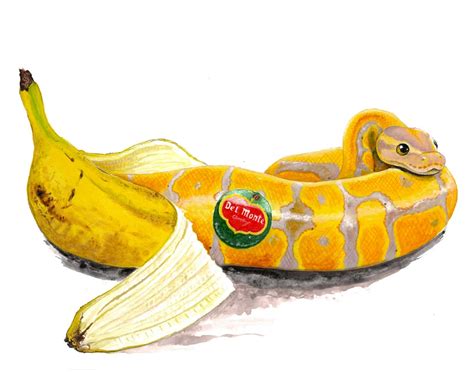 Banana Ball Python Etsy