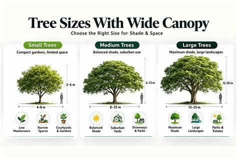 8 Smart Trees With Wide Canopy For Fast Shade Greenery Inside