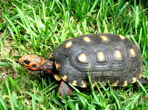 Turtle In The Grass Photograph By Oksana Semenchenko Pixels