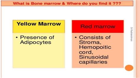 Bone Marrowpptx