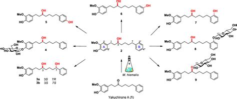 Figure 1 From Microbial Transformation Of Yakuchinone A And