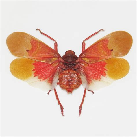 Scamandra Marcellae · Inaturalist