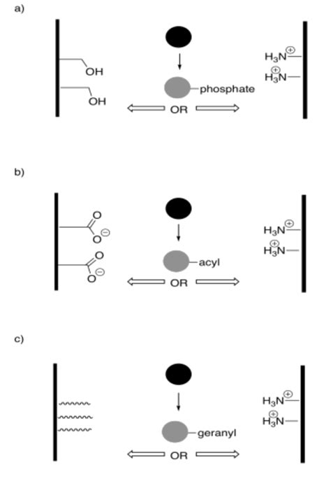 Covalent Regulation