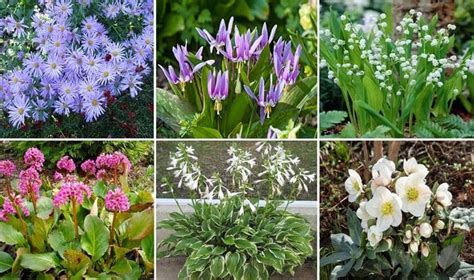 11 Plantas Com Flores Ideais Para Cultivar à Sombra Dicas E Truques