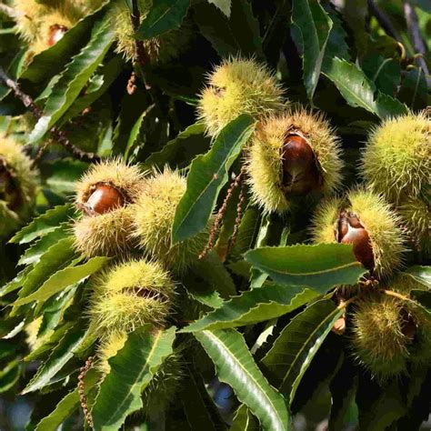 Sweet Chestnut Tree Lifespan