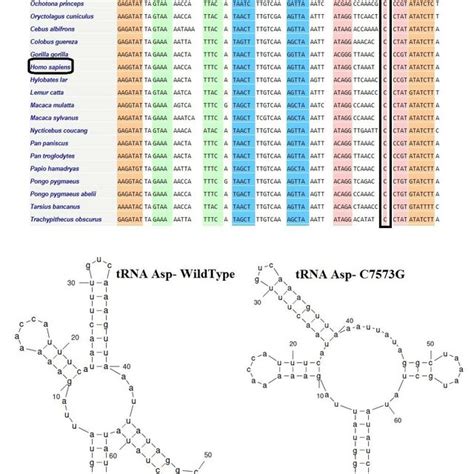 Sequence Alignment Of Trna Ser Reveals A High Degree Of Conservation Of