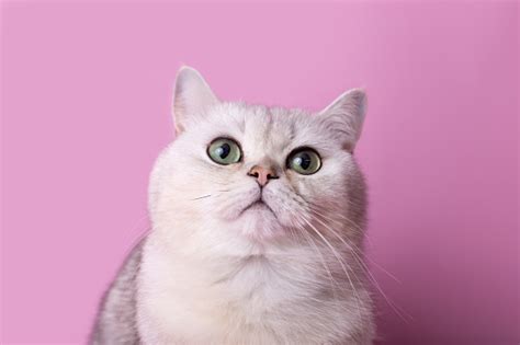 분홍색 배경에 고립 된 사랑스러운 흰 고양이의 클로즈업 올려다 봅니다 가축에 대한 스톡 사진 및 기타 이미지 가축 개과 고양이 새끼 Istock