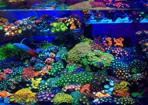 Zoanthids Tank