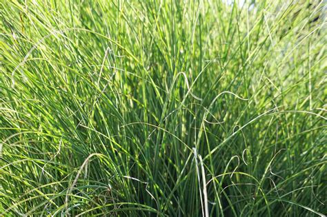 Ornamental Grass Dune China Free Photo On Pixabay