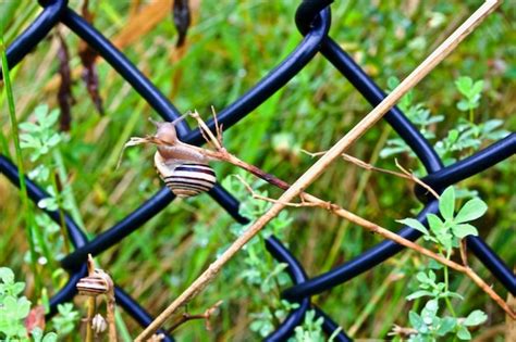 Premium Photo Close Up Of Grasshopper On Metal