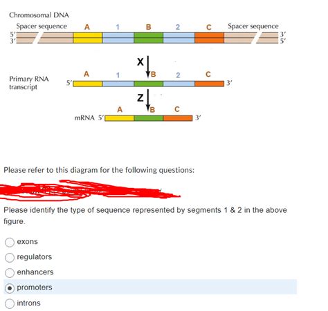 Solved In Eukaryotes The Mrna Is Significantly Smaller Than