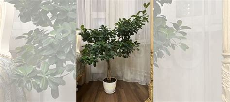 Фикус макламе купить в Москве | Товары для дома и дачи | Авито
