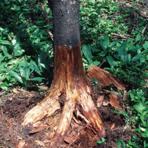 Pdf Health Monitoring Of Trees And Investigation Of Tree Root Systems Using Ground Penetrating