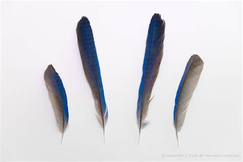 Jay Feathers